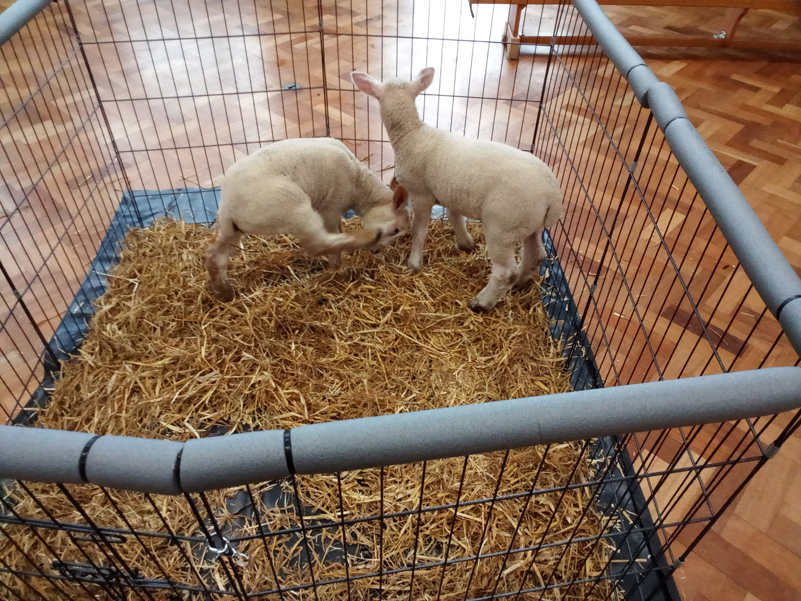 Year 2 have a visit from the farmer - Ermine Primary Academy